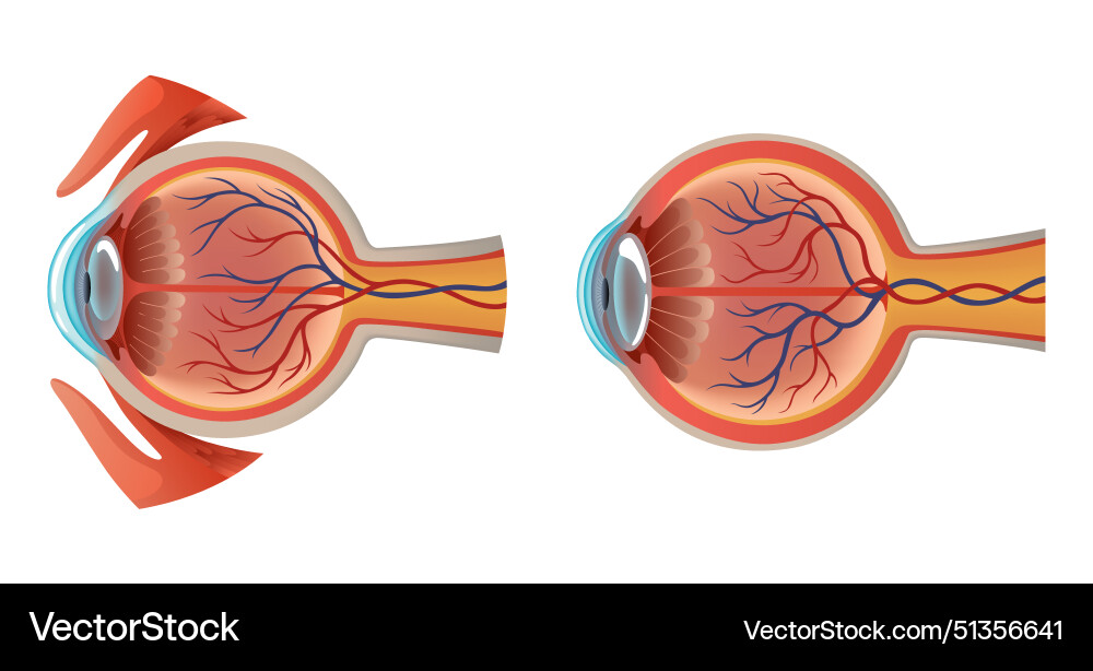 Anatomy of eye set human organ structure Vector Image
