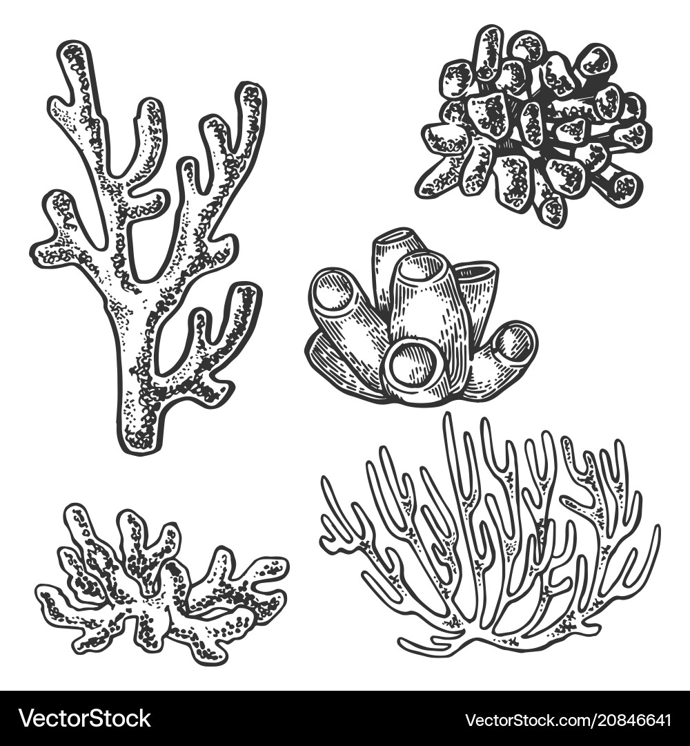 Ocean Coral Engraving - Scratch Board Style Vector Image