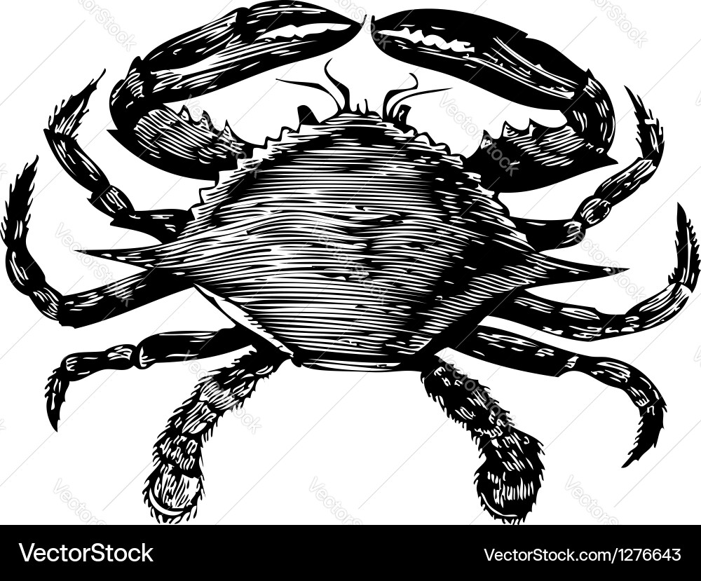Crustacea Vector Images (over 150)