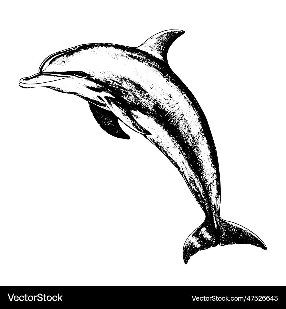 Delfinzeichnung isoliertes handgezeichnetes Objekt