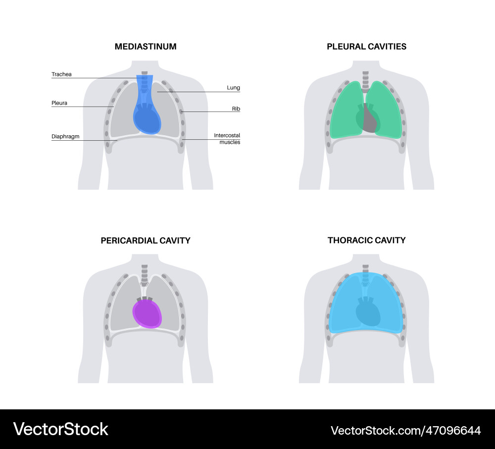 Thoracic cavity poster Royalty Free Vector Image