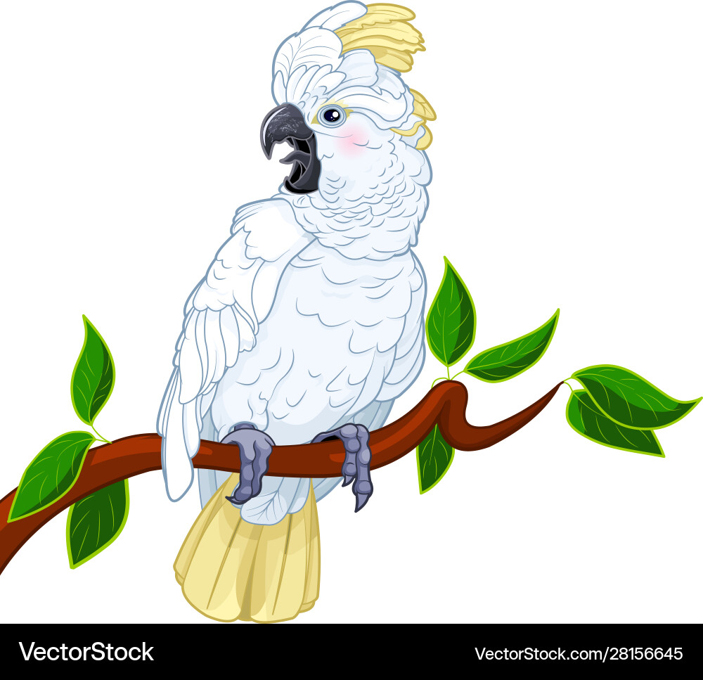 Cockatoo Royalty Free Vector Image - VectorStock