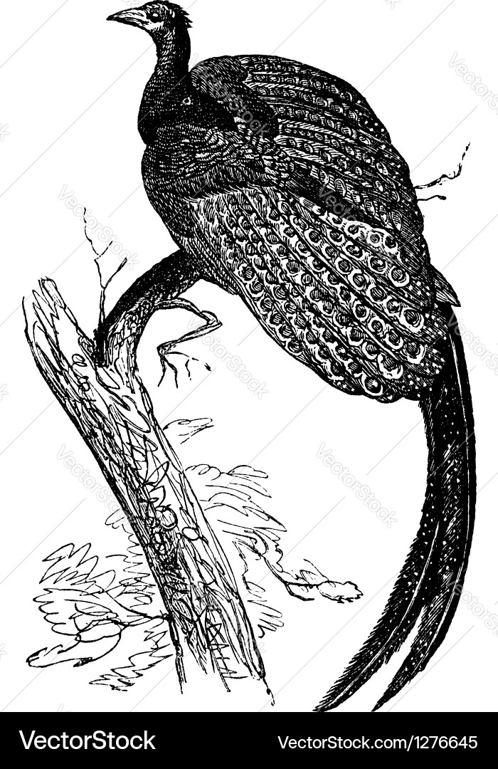 Great pheasant engraving Royalty Free Vector Image