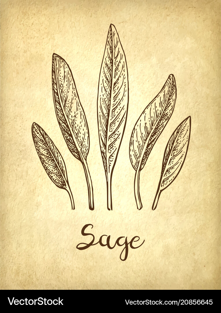 Sage ink sketch Royalty Free Vector Image - VectorStock