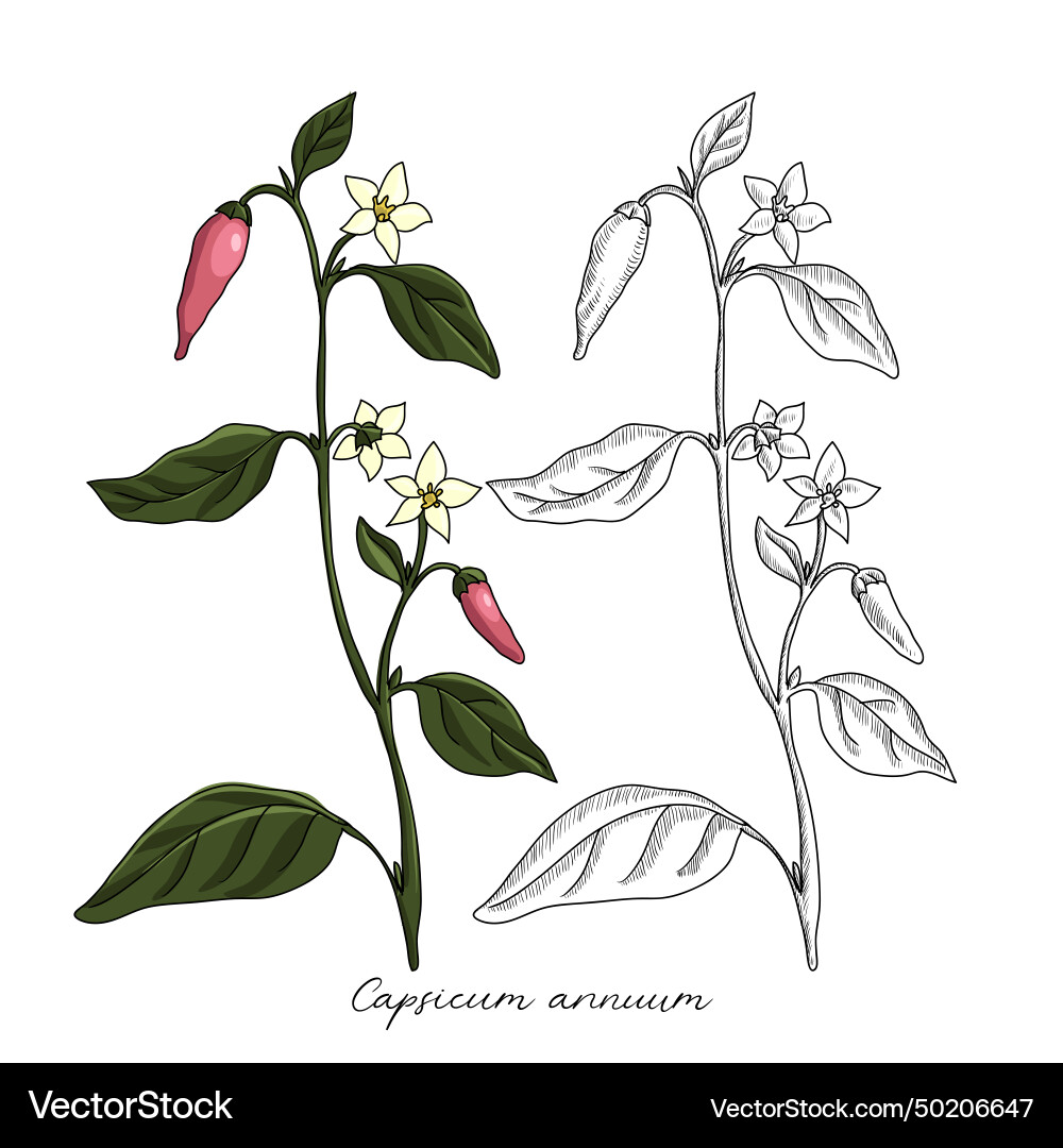 Drawing cayenne pepper plant Royalty Free Vector Image