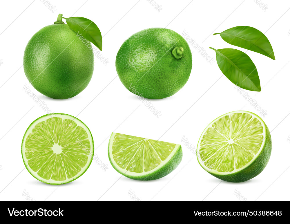 Lime Vector Images (over 230,000)