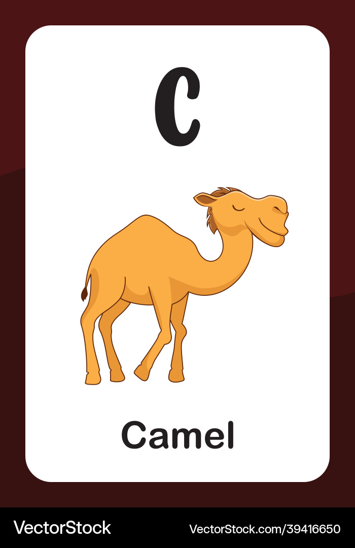 Animal alphabet flashcard - c for camel Royalty Free Vector