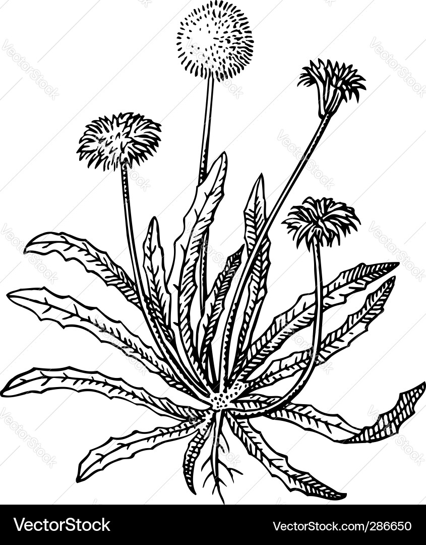 Dandelion Royalty Free Vector Image - VectorStock