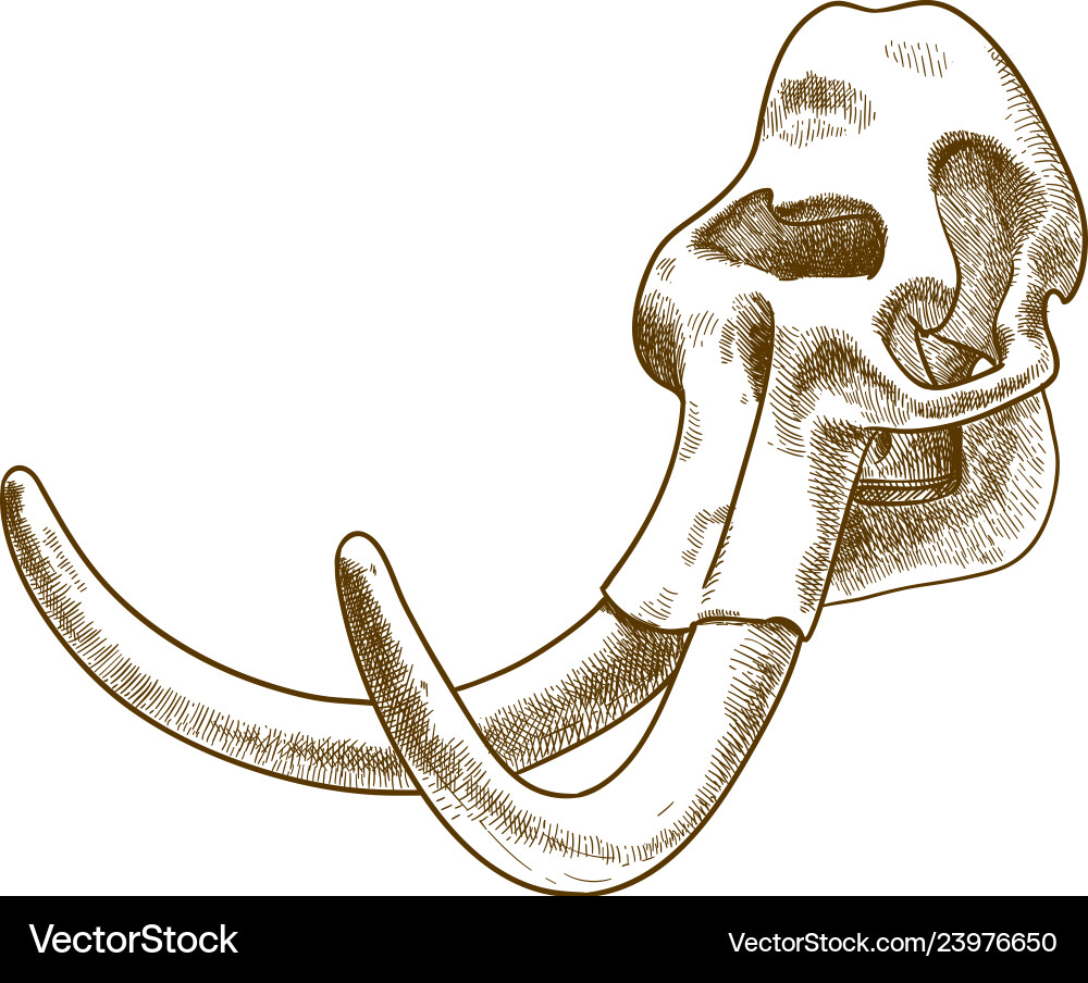 Mammoth Sketch Elephant Vector Images (over 1,500)