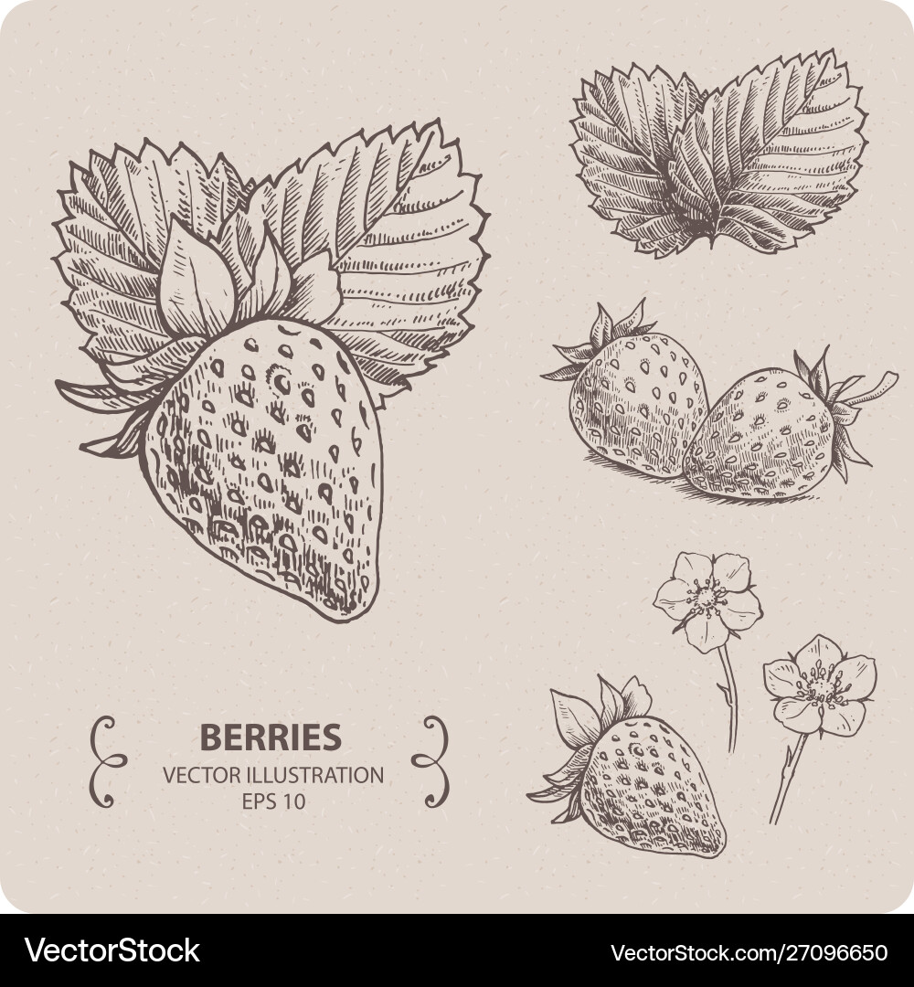 Sweet strawberry Royalty Free Vector Image - VectorStock