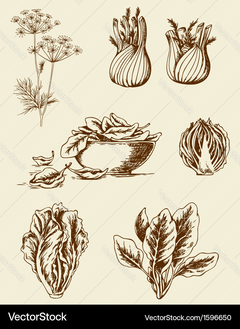 Vegetables set Royalty Free Vector Image - VectorStock