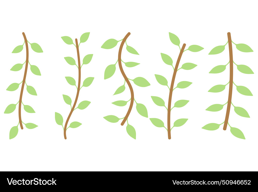 Flower vine icon set botanical decoration Vector Image