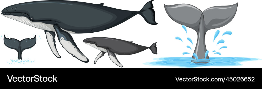 Set of humpback whale isolated Royalty Free Vector Image