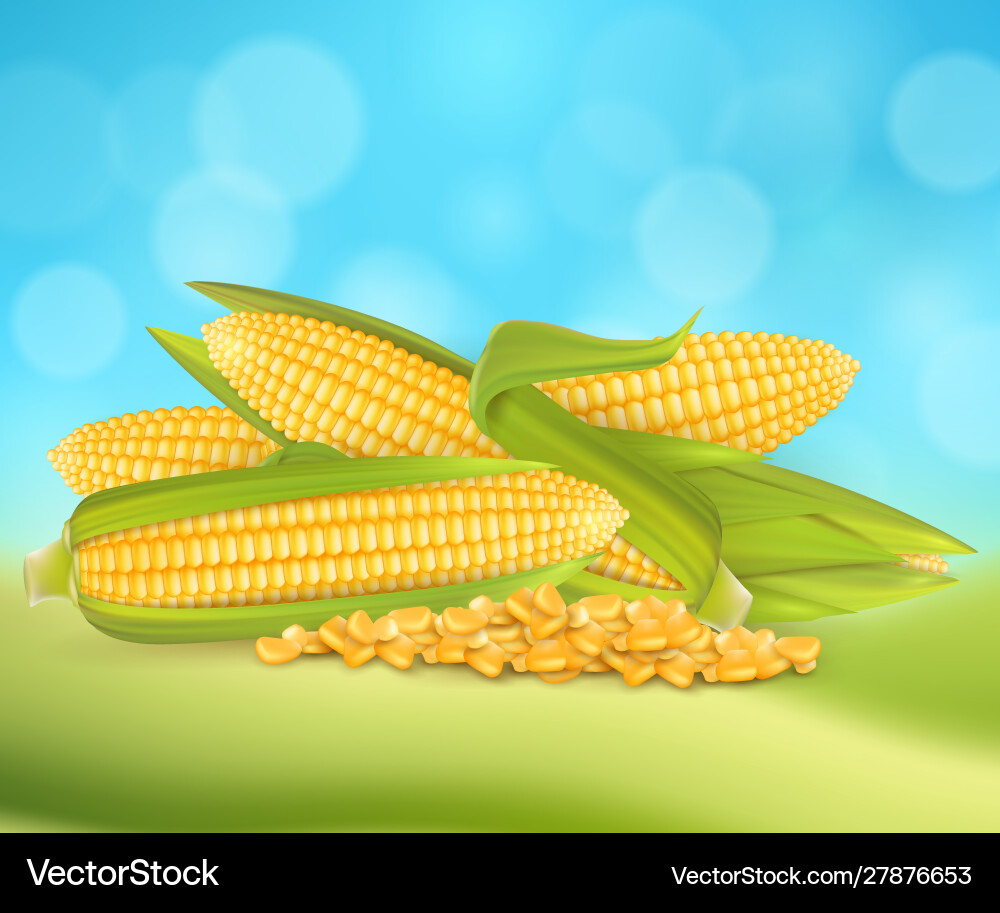 Sweet corn advertising poster design Royalty Free Vector