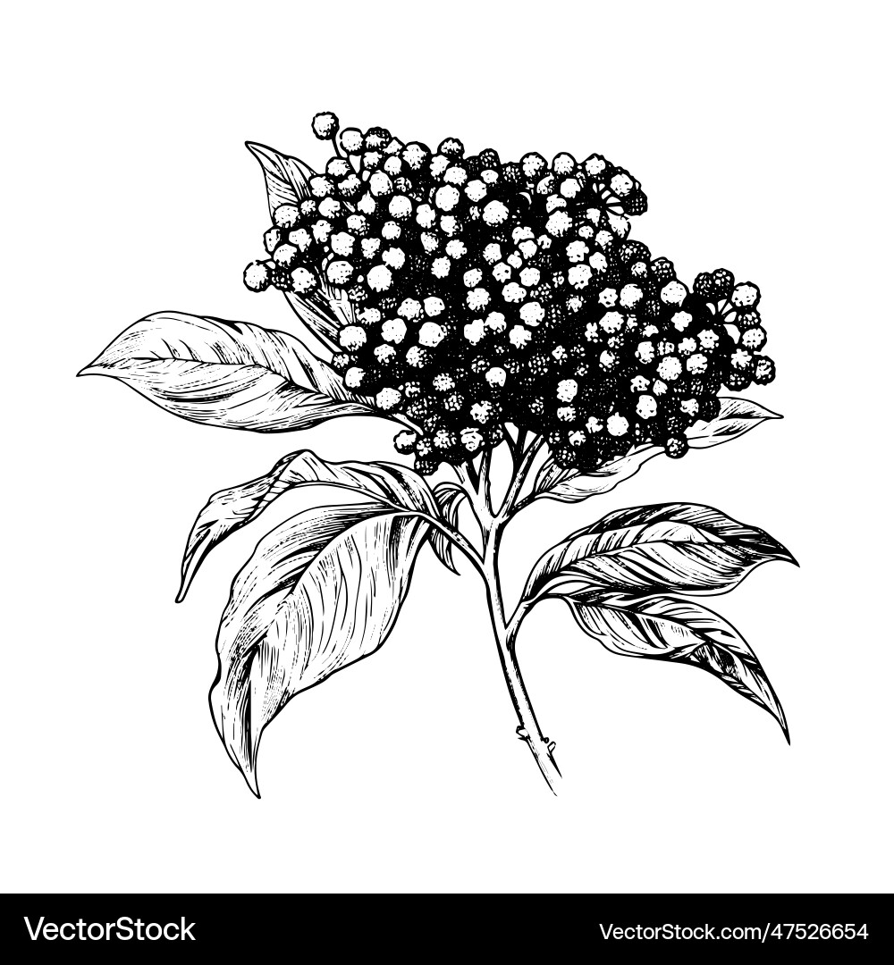 Elderberry drawing isolated hand drawn object Vector Image