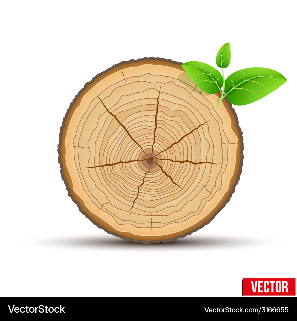 Tree Trunk Cross Section with Wood Rings Vector Image