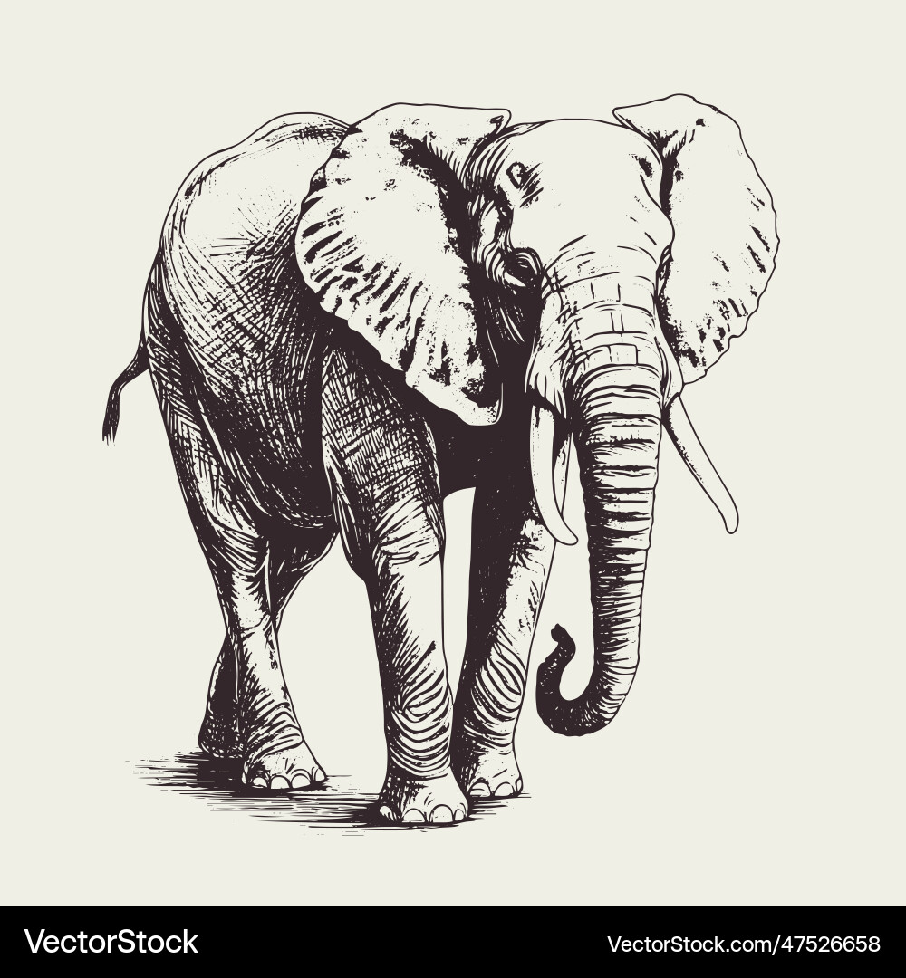 Elephant drawing isolated hand drawn object Vector Image