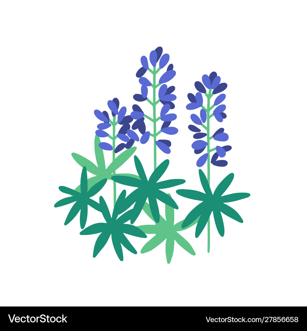 Bluebonnet Flower Vector Images (56)