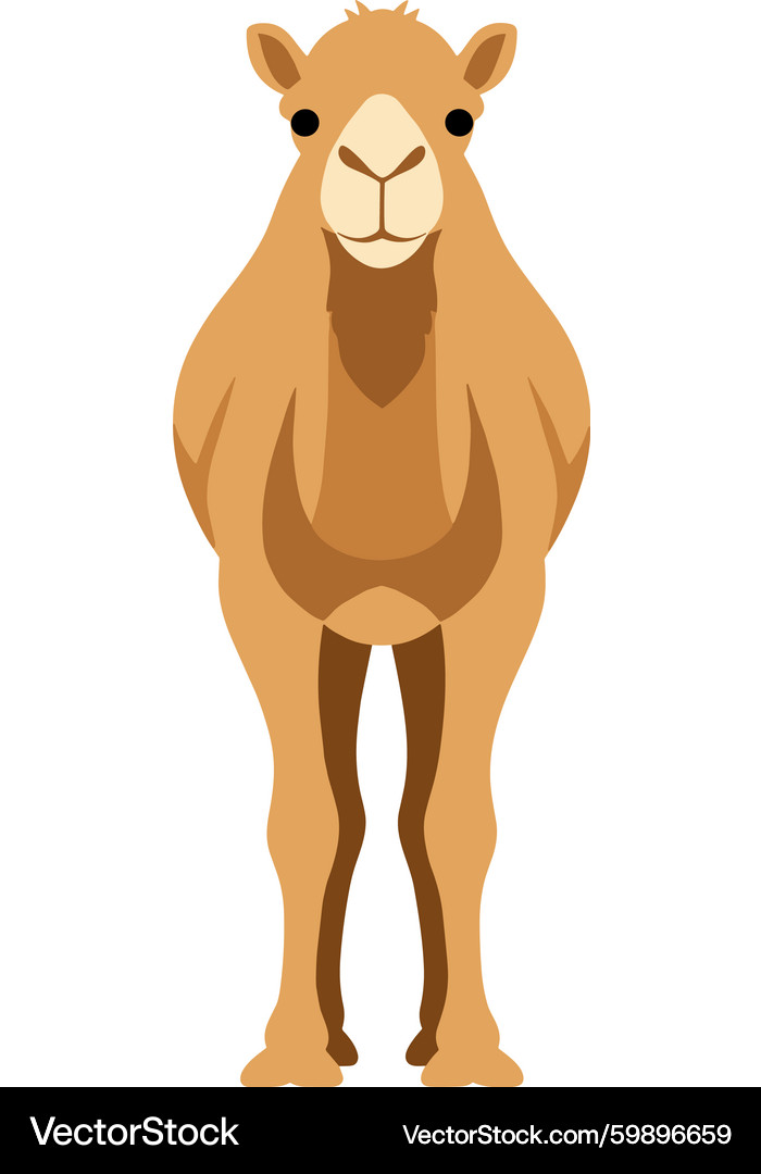 Cute Standing Camel Cartoon – Royalty-Free Vector | VectorStock