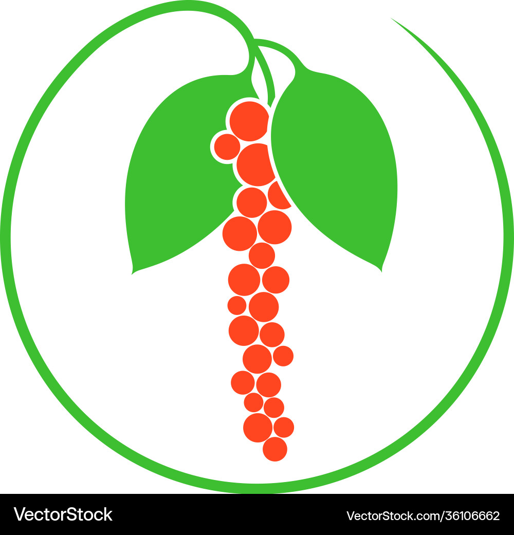 Black pepper Royalty Free Vector Image - VectorStock