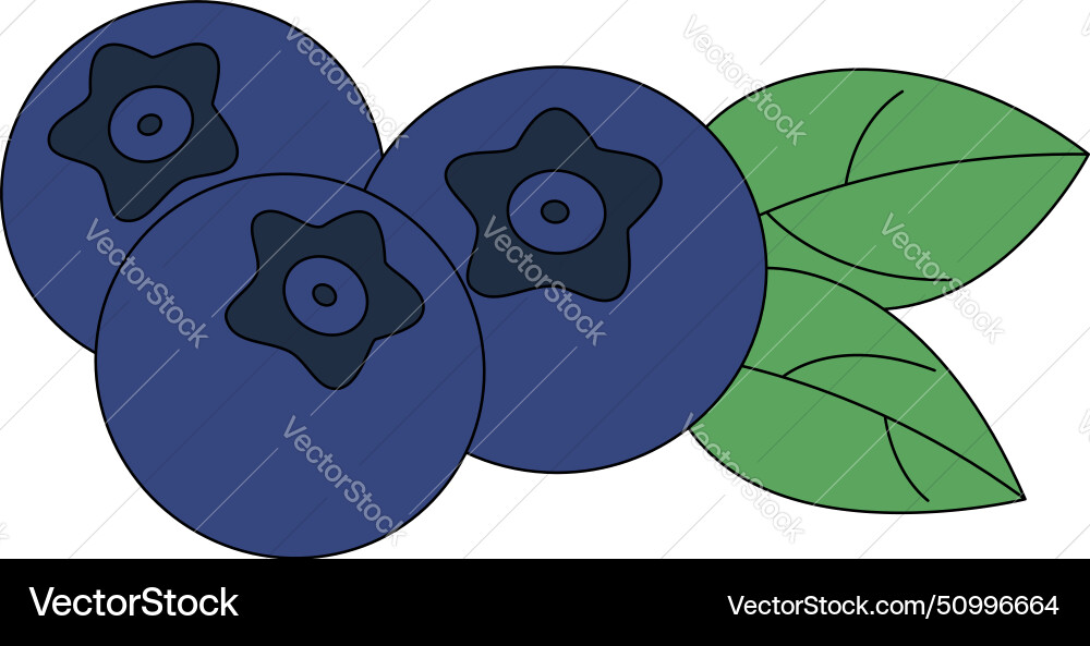 Blueberries isolated hand drawn Royalty Free Vector Image