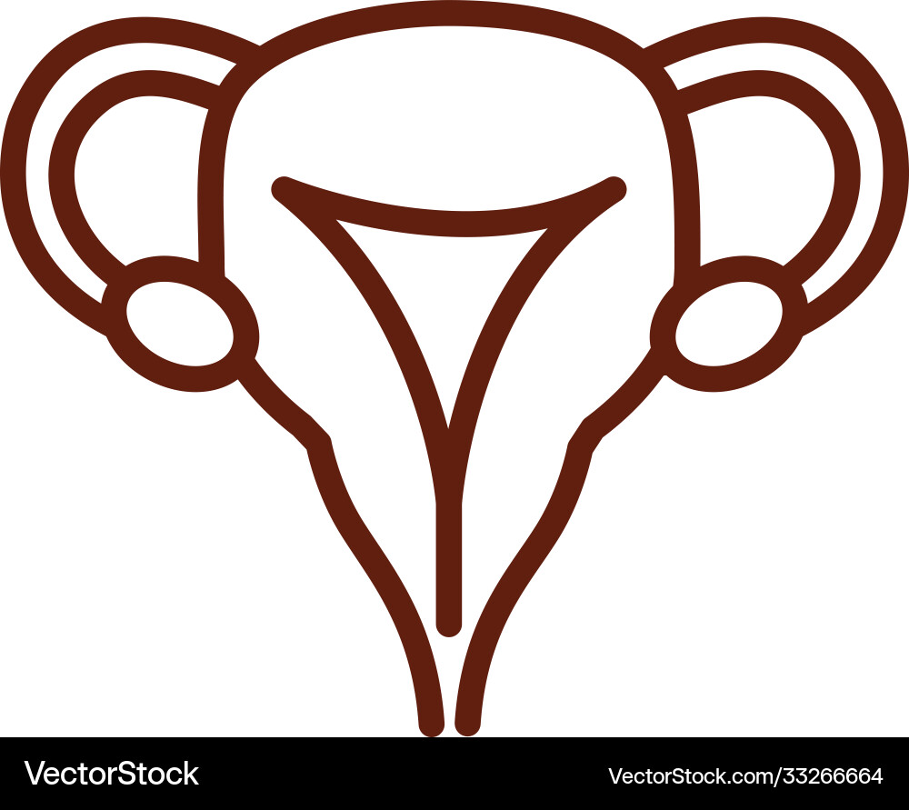 Human body female reproductive system anatomy Vector Image