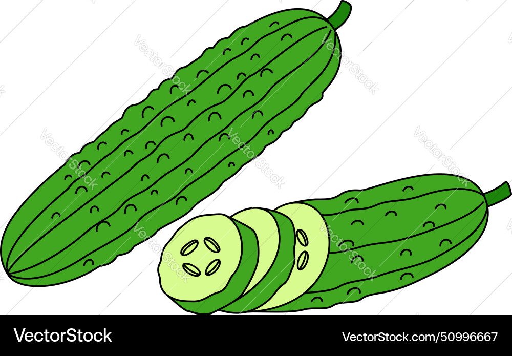 Cucumber isolated hand drawn Royalty Free Vector Image