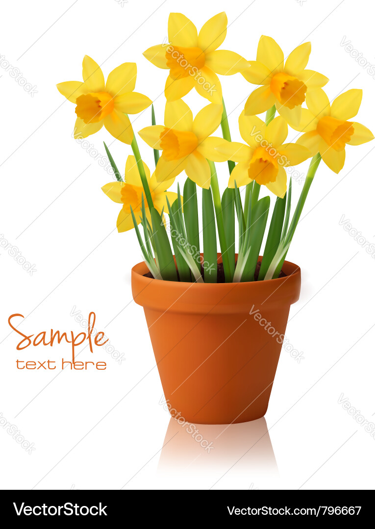 Daffodil flower background Royalty Free Vector Image