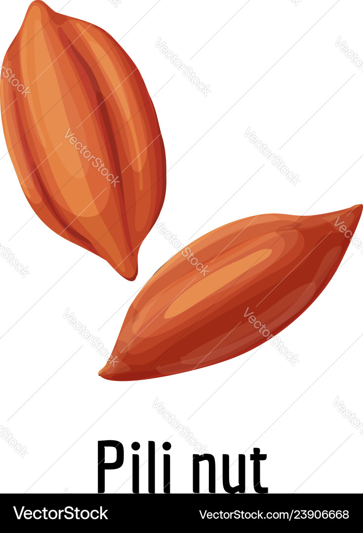 Pili nut icon cartoon style Royalty Free Vector Image