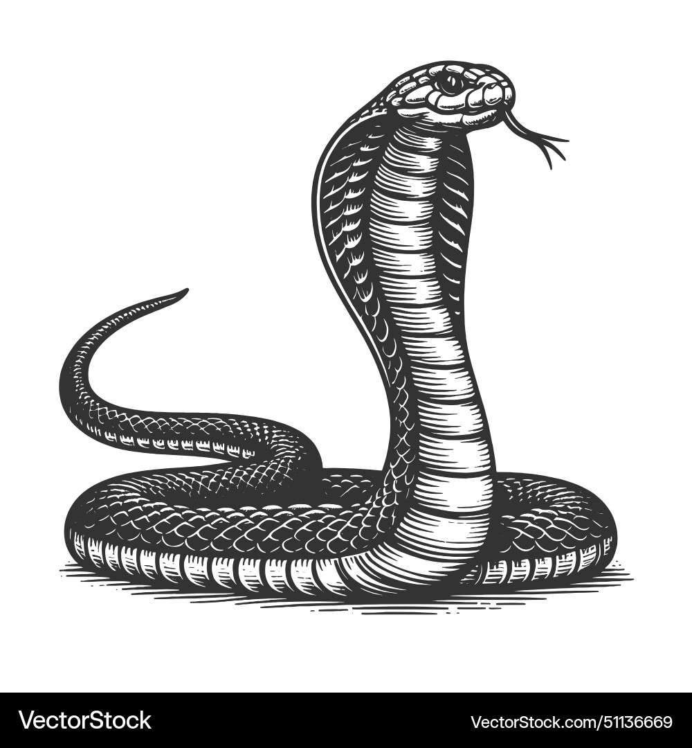 Cobra snake in striking pose engraving Royalty Free Vector