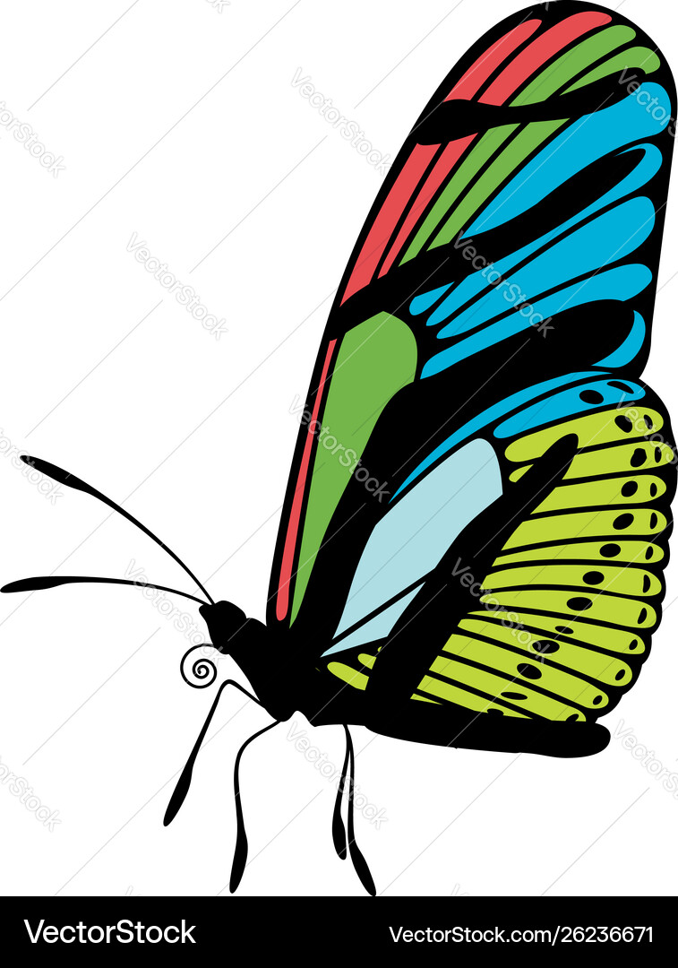 Butterfly icon Royalty Free Vector Image - VectorStock