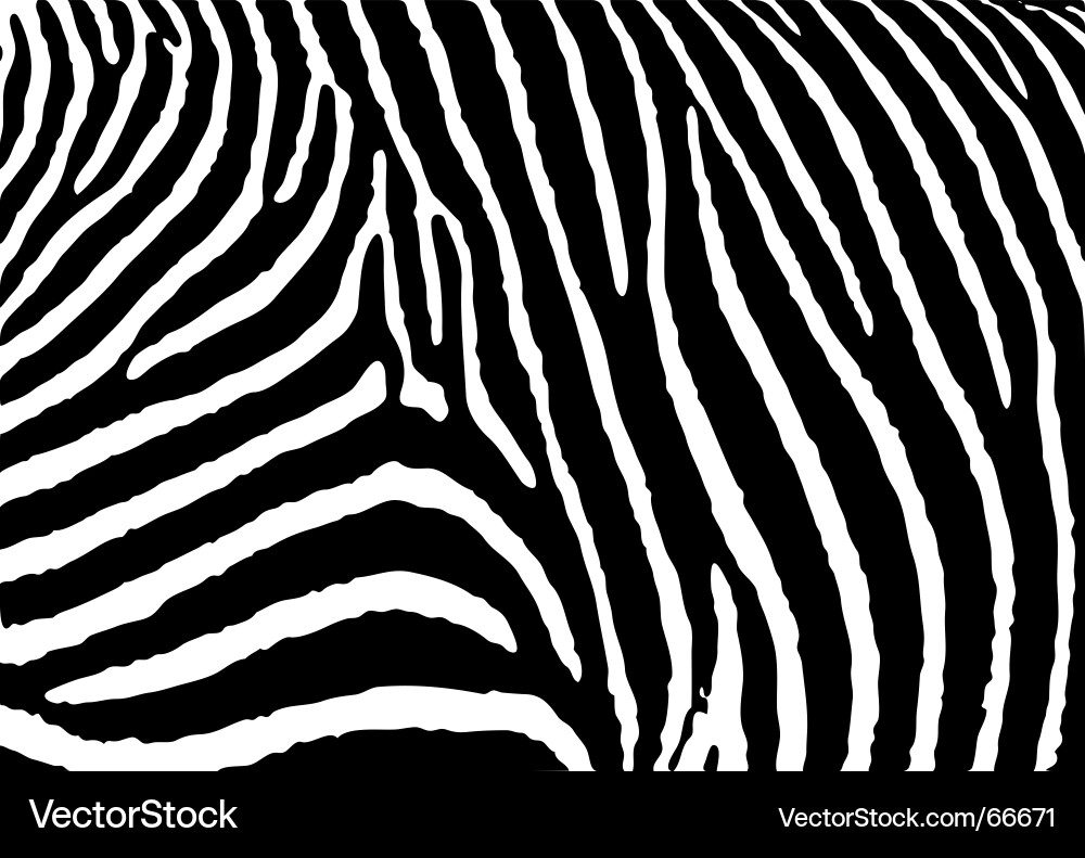 Zebra pattern large Royalty Free Vector Image - VectorStock