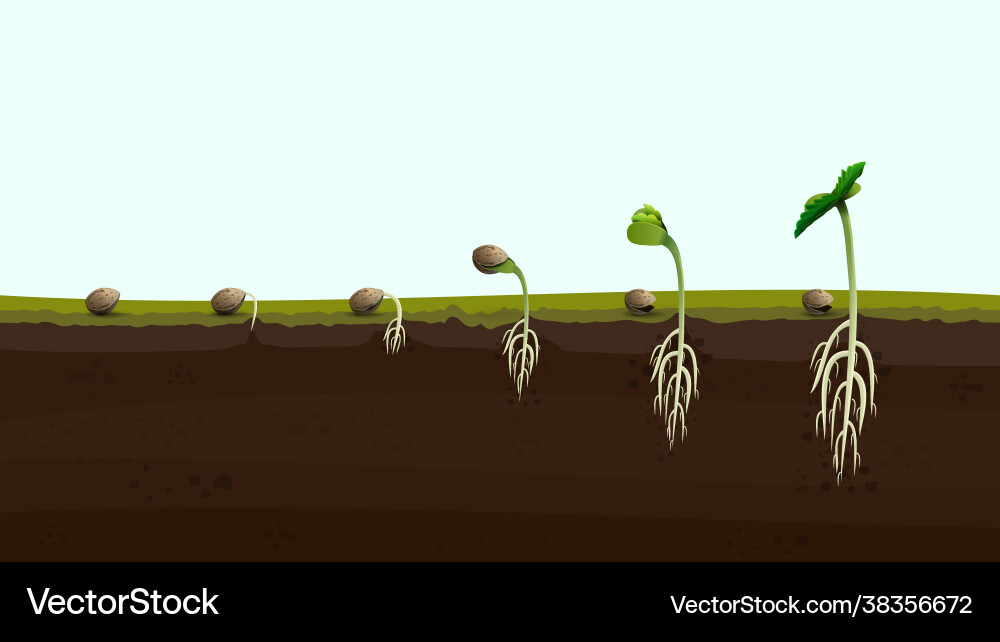 Cannabis Seed Germination Stages Royalty Free Vector Image