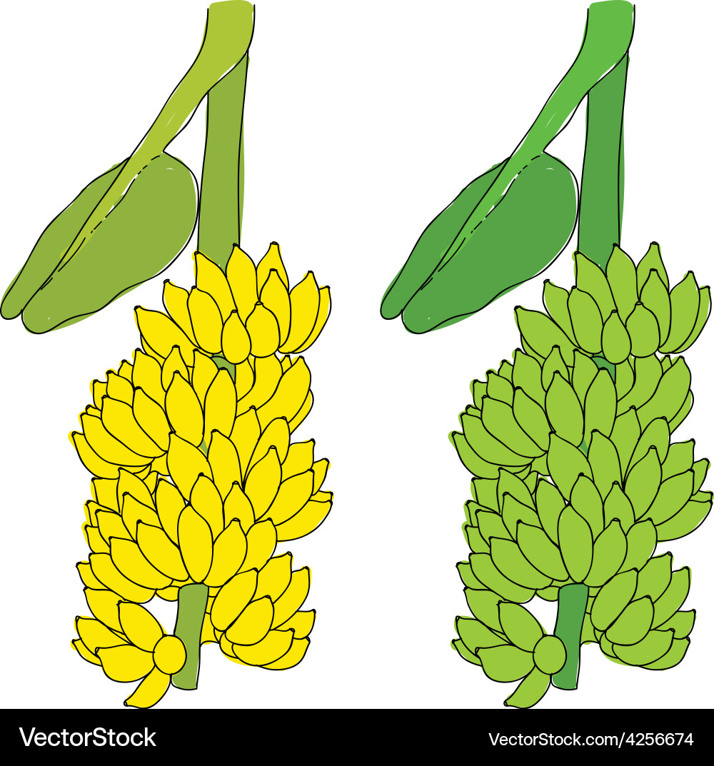 Banana Royalty Free Vector Image - VectorStock