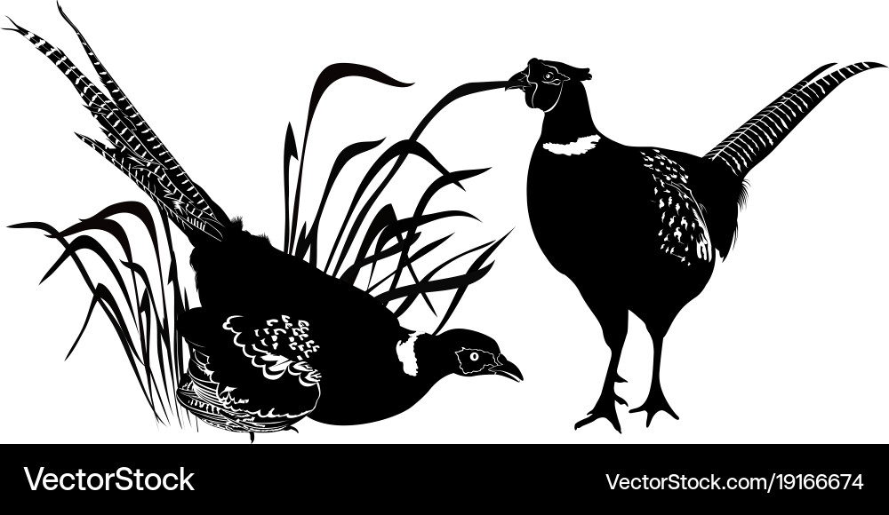 Bird pheasant Royalty Free Vector Image - VectorStock