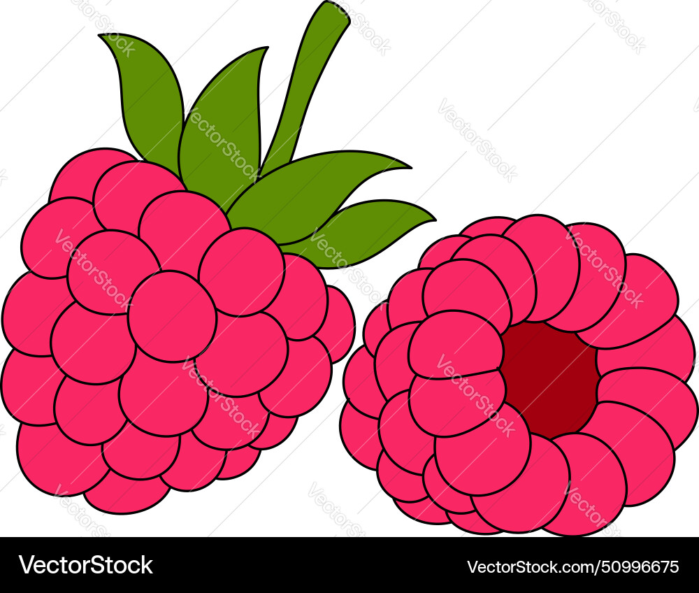 Raspberry isolated hand drawn for kids Royalty Free Vector