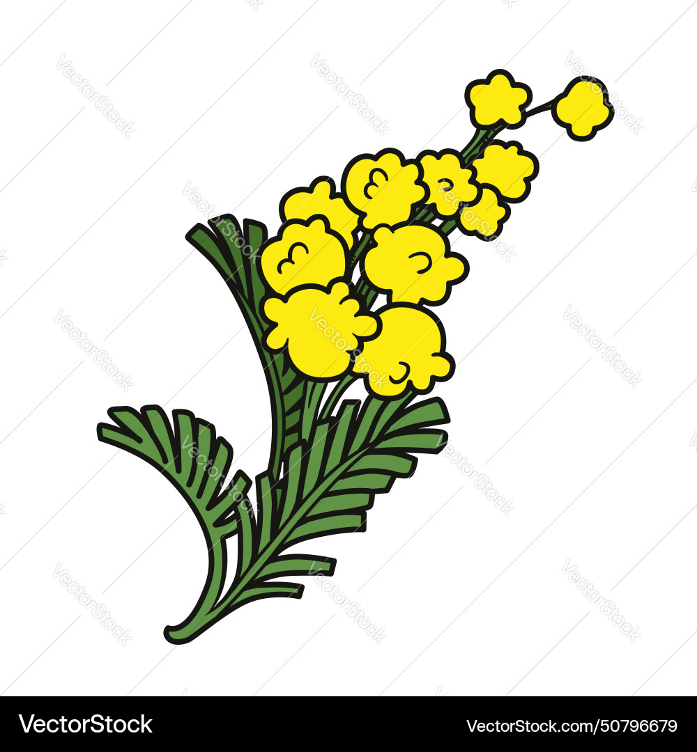 Mimosa flower sprig color variation Royalty Free Vector