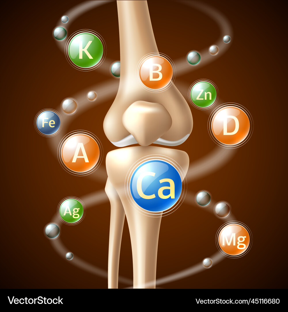 Calcium & Bone Health Royalty Free Vector Image