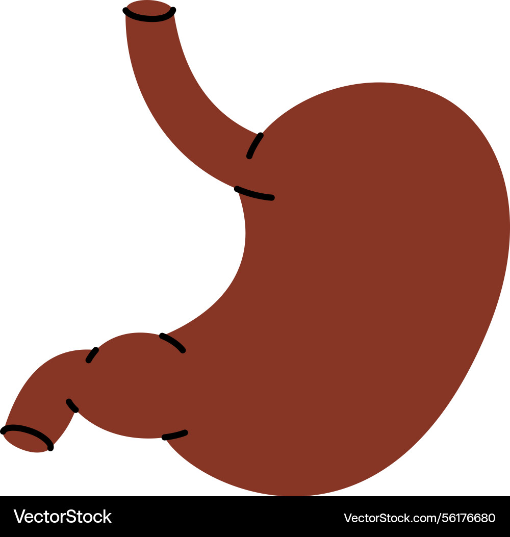 Stomach human internal organ Royalty Free Vector Image
