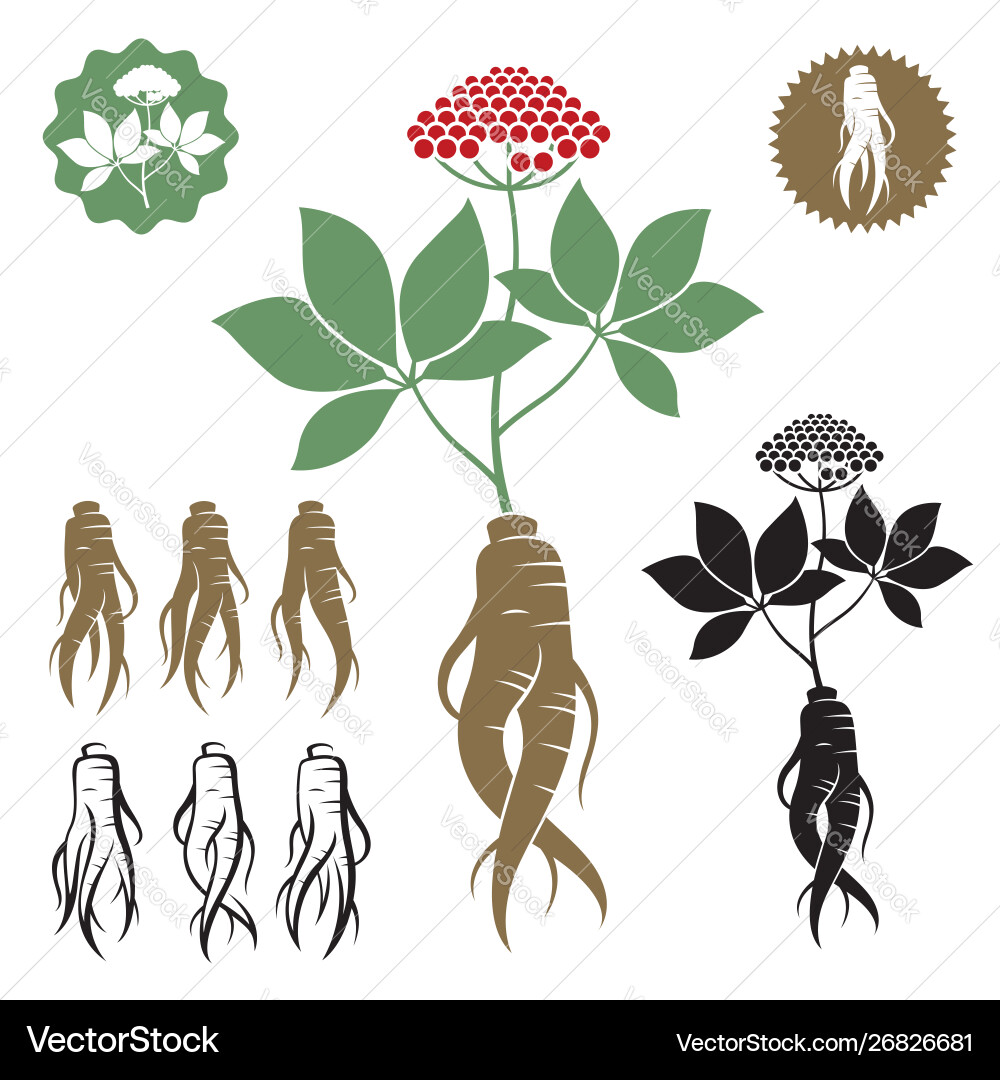 Ginseng root set Royalty Free Vector Image - VectorStock
