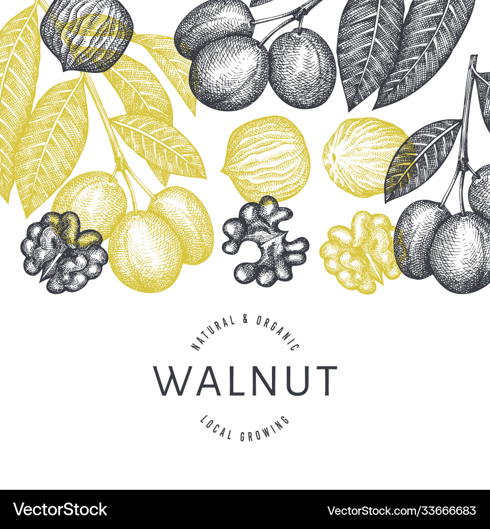 Hand drawn sketch walnut design template organic Vector Image