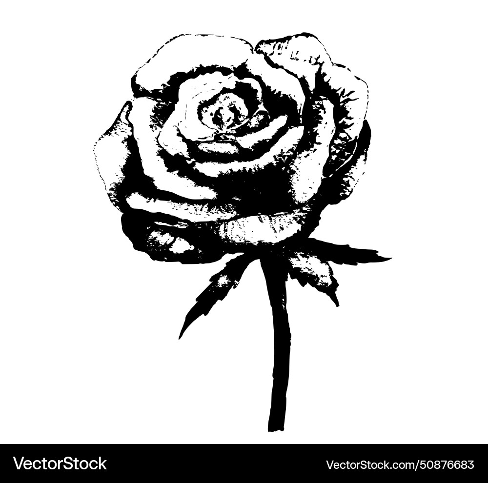 Rose flower black and white drawing etch Vector Image