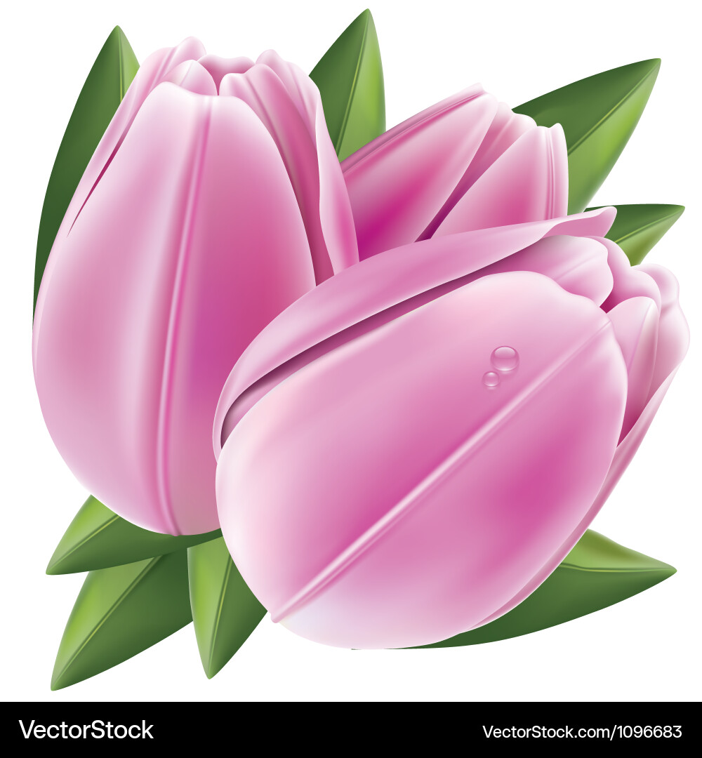 Tulip Royalty Free Vector Image - VectorStock