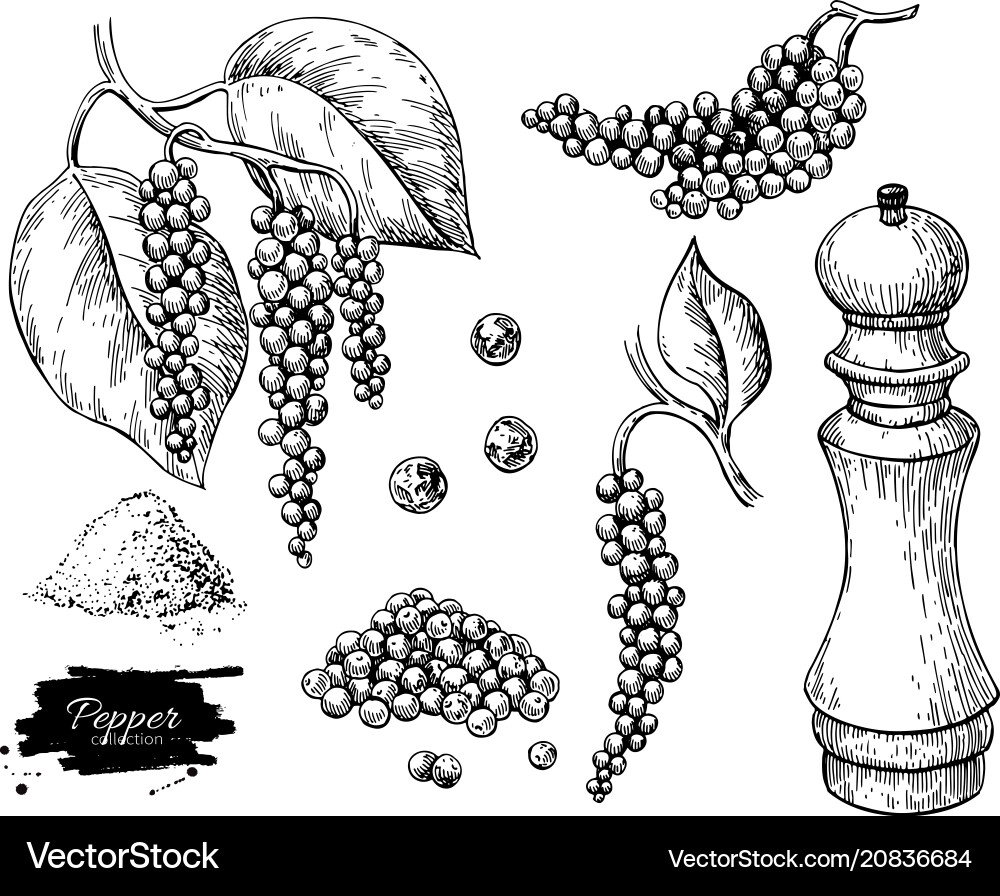 Black Pepper Vector Images (over 46,000)