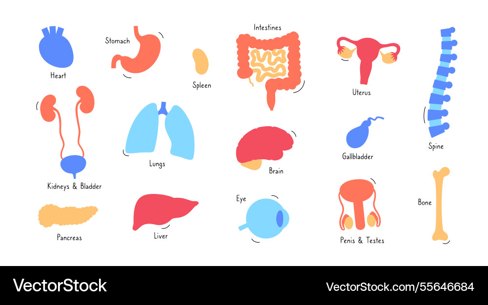 Human internal organs Royalty Free Vector Image