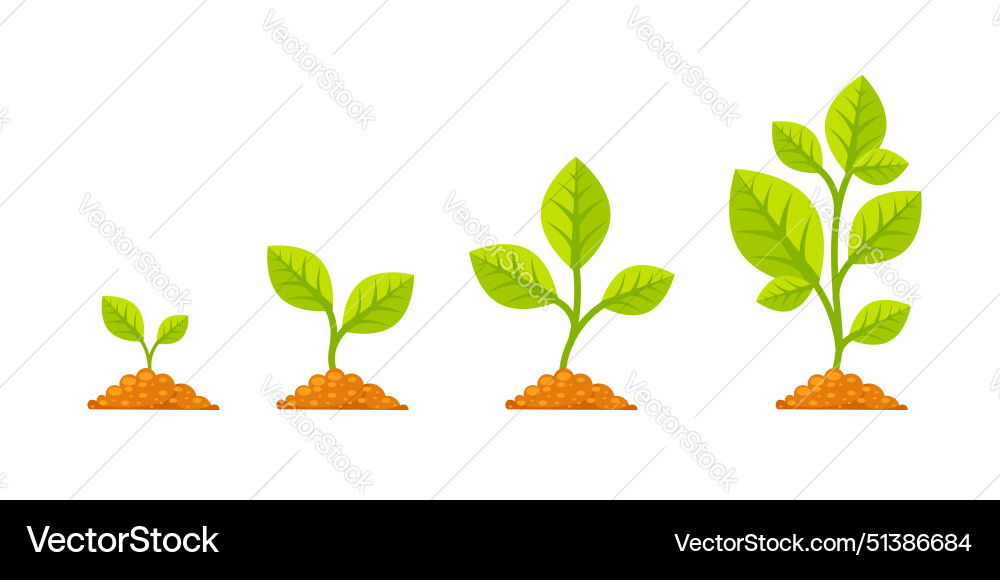 Tree grow with green leaf phases plant growing Vector Image