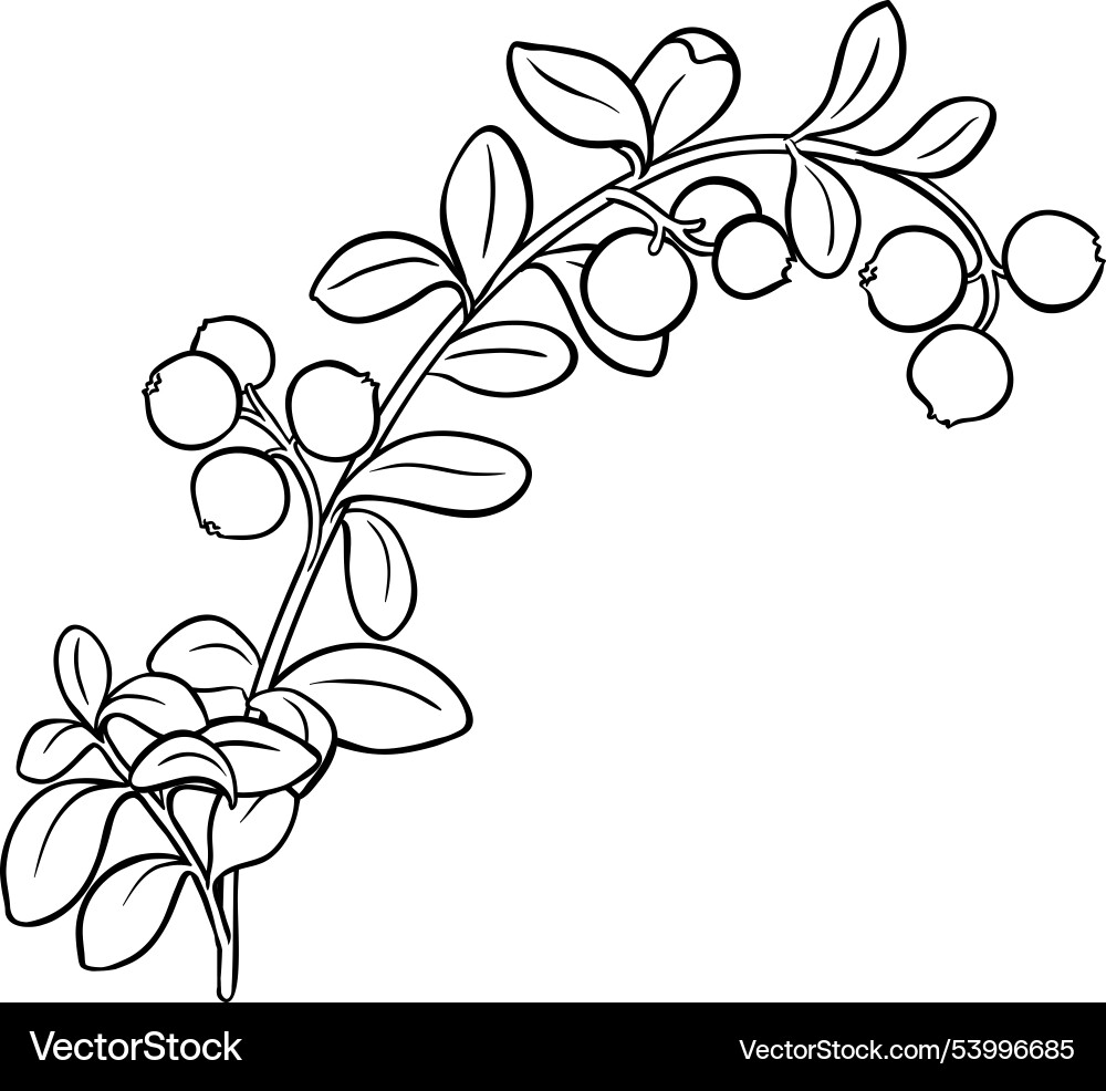 Cranberry branch isolated outline Royalty Free Vector Image