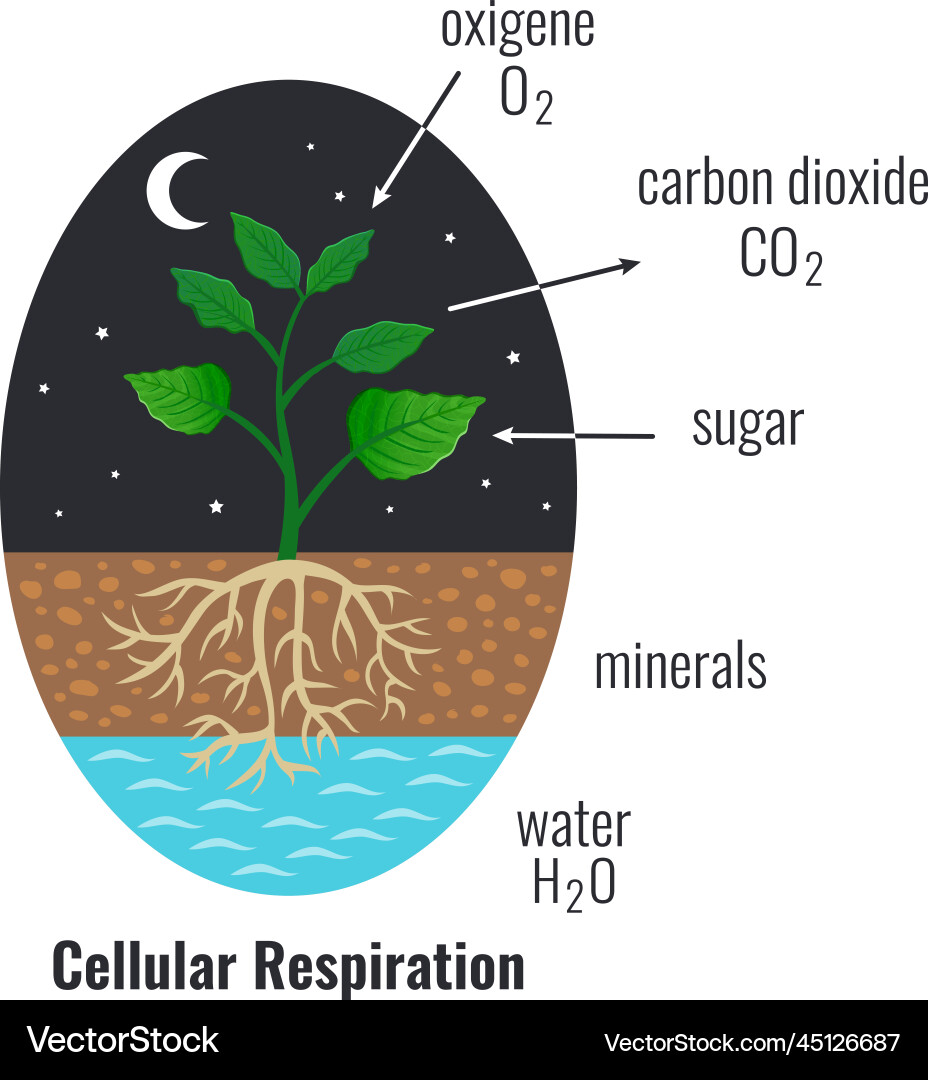 Cellular respiration biological composition Vector Image