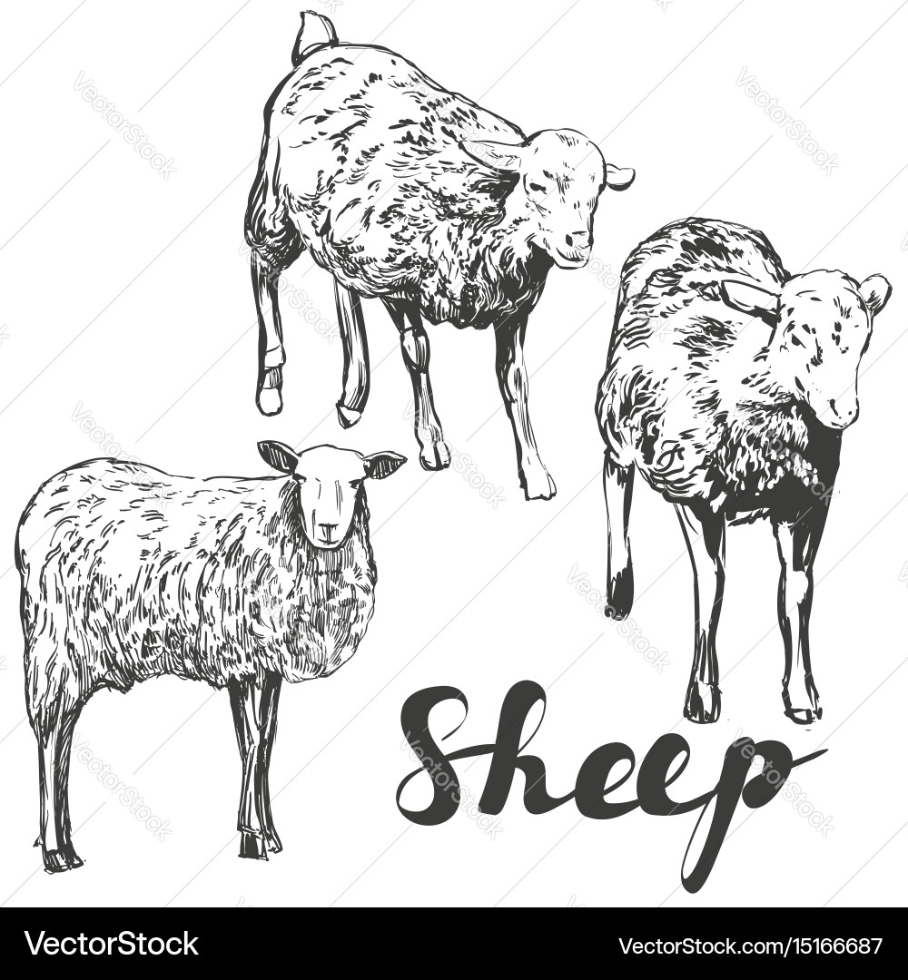 Sheep set hand drawn realistic Royalty Free Vector Image Sheep set hand drawn realistic Royalty Free Vector Image