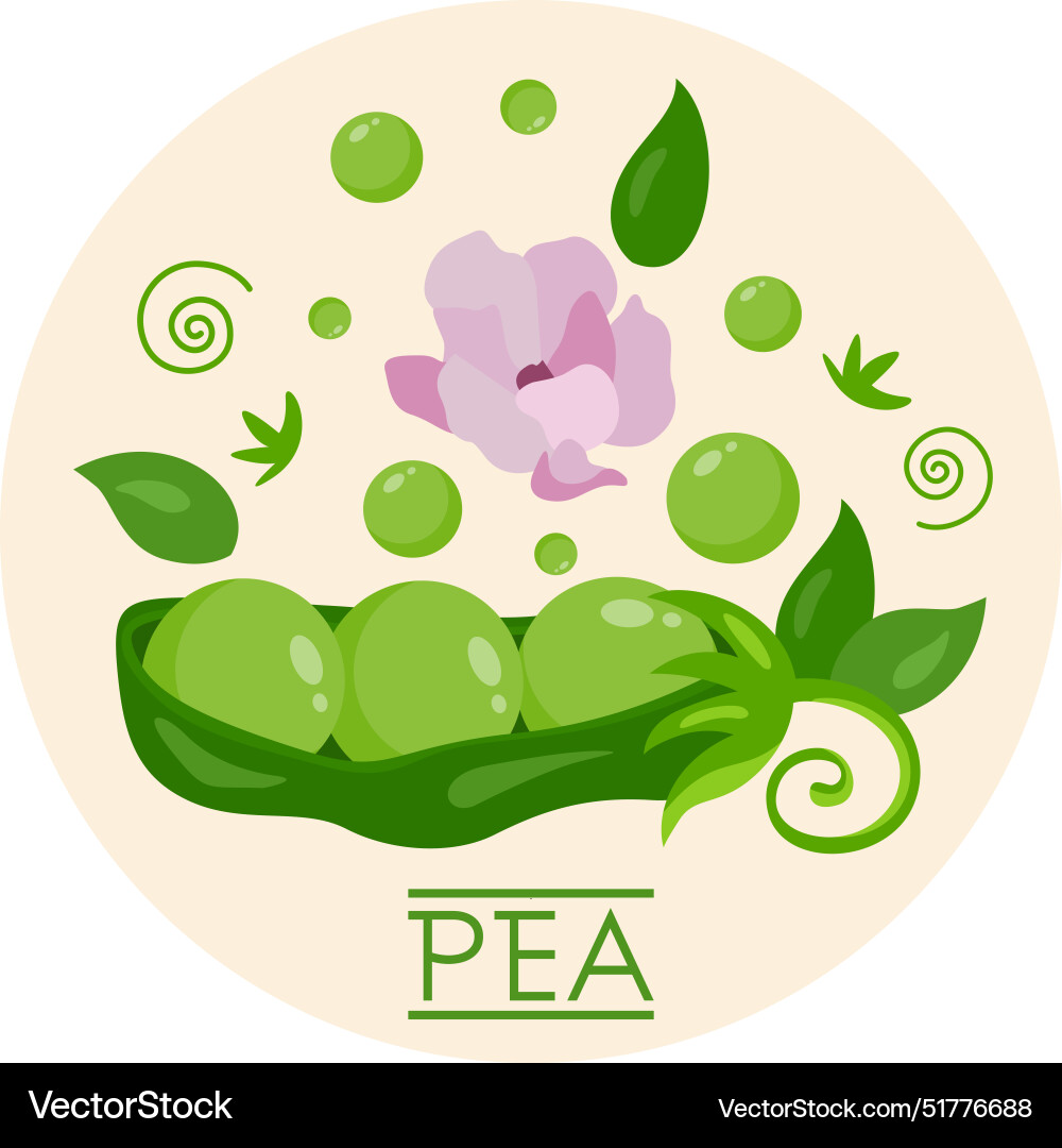 Round with green pea and flower Royalty Free Vector Image
